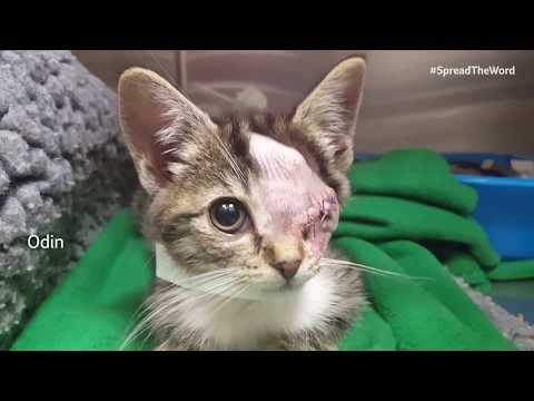 Help us end animal suffering