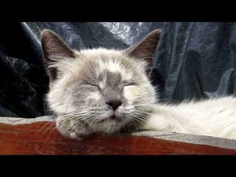 Ambient Positive Meditation Film Movie Relaxation Relax