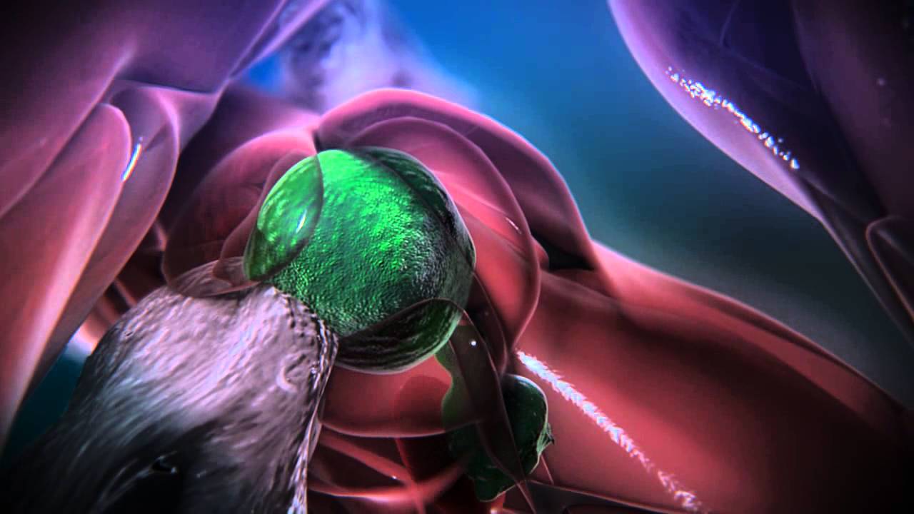 The birth and engraftment of a blood stem cell | Boston Children's Hospital