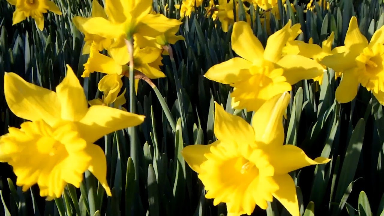 Exploring Science: Signs of Spring