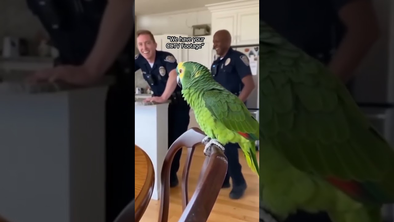 Funny parrot #ai #sora #shorts