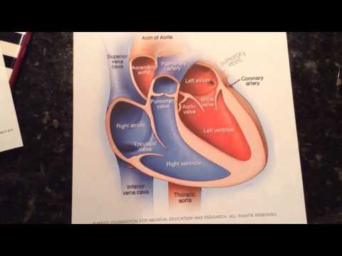 The Four Chambers of the Heart- Anatomy Video