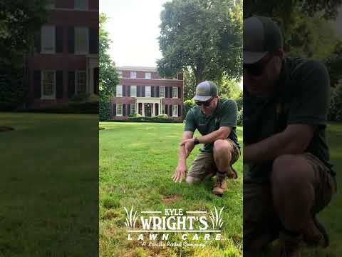 Red Thread - Lawn Fungus - Kyle Wright's Lawn Care
