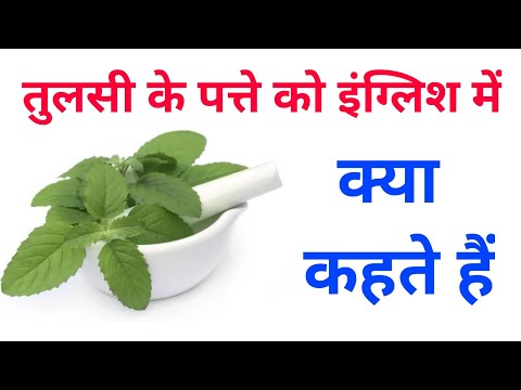 Tulsi ke patte ko english me kya kahte hain|Basil leaves meaning in hindi|word meaning in hindi