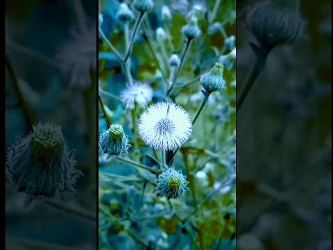 #flower #flowers #flowervlog #vlog#odishavlog