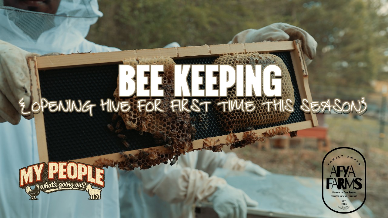 BEE KEEPING: Checking Hives First Time This Season.