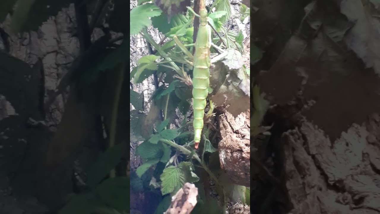 GIANT Lime Green Stick Insect 😲 Can You Spot The Other? #shorts