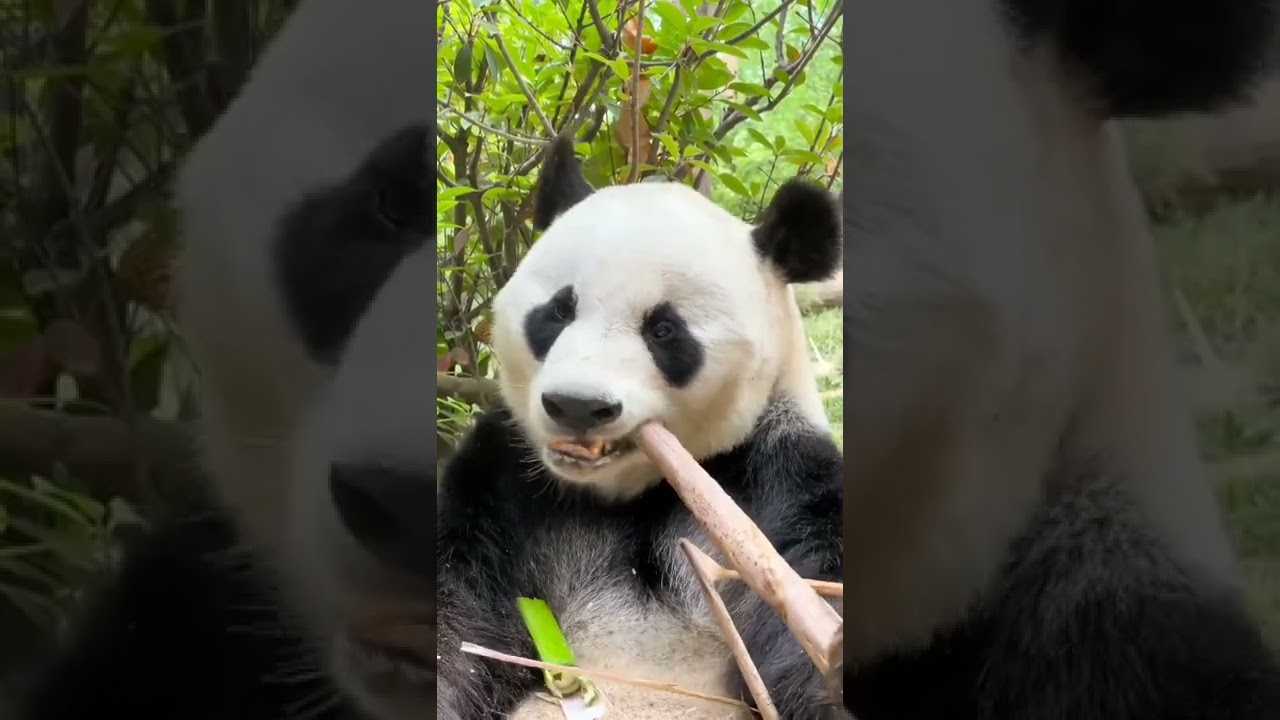 ASMR panda eating bamboo shoots sound | trending tiktok panda eat animal videos