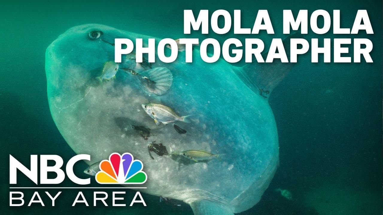 Monterey underwater photographer trying to change the image of the strange Mola mola