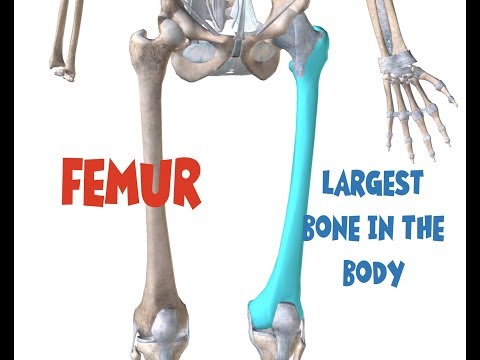 Femur (thigh) Anatomy (its skeletal features)
