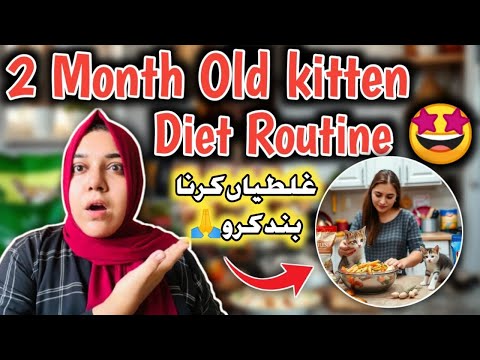 What Food Should i feed my Kittenš¤how to feed 2 month old Persian kittenš„Best Diet Plan for Kittensš„