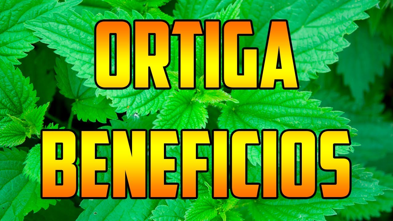 ORTIGA MAYOR #benefits Urtica dioica 🌿¿PARA QUE SIRVE ? 🌿Usos🌿 #plants 🌿 #video #nature ORTIGA NEGRA