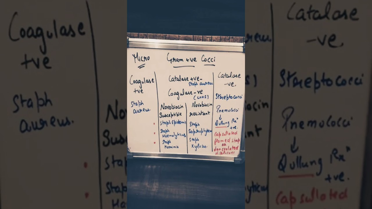 important topic in Microbiology gram positive cocci#short# short feeds 😊😊 Neet pg ,inicet 2022