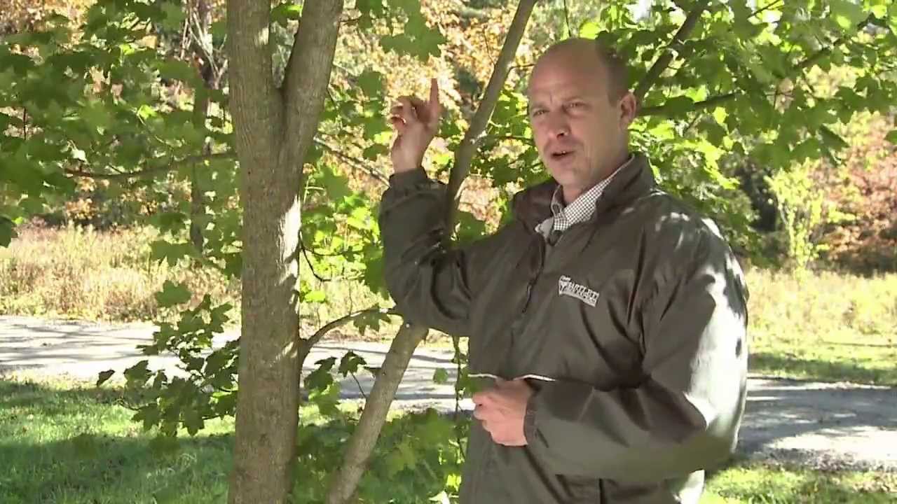 Young Tree Structural Pruning