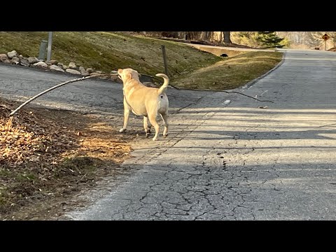 Lily the Dog with a large stick as wide as the road