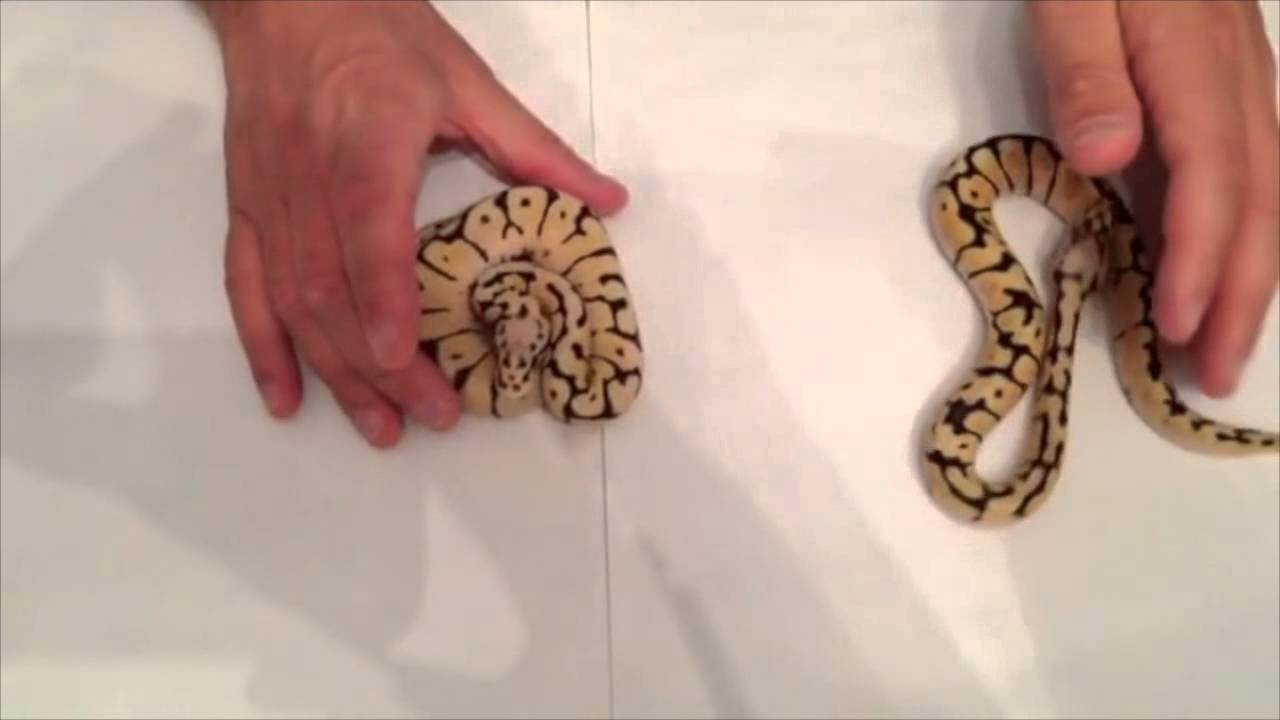 Differences between Firebee, Killerbee, Bumblebee, and KillerbeeFire Ball Python Morphs