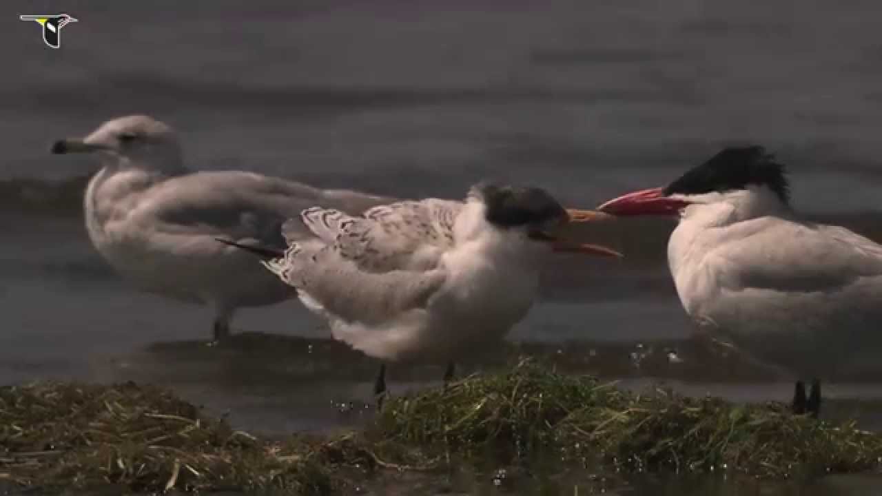 Caspian Tern