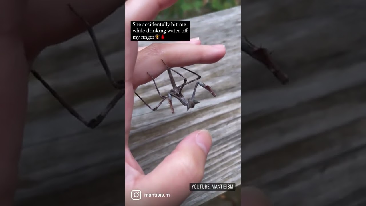 Praying mantis bit me