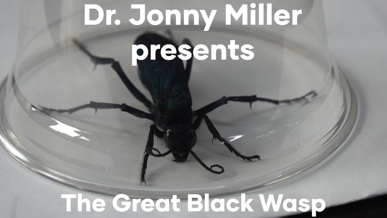 The Great Black Wasp