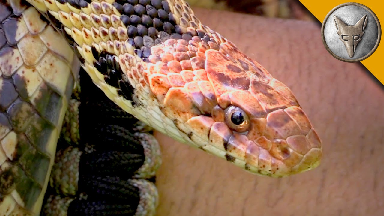 What Does the Fox Snake Say?