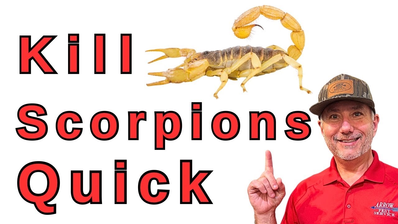 The Scorpion Killer Treatment Nobody's Talking About!