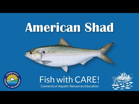 Catching American Shad - CT Youth Fishing Passport