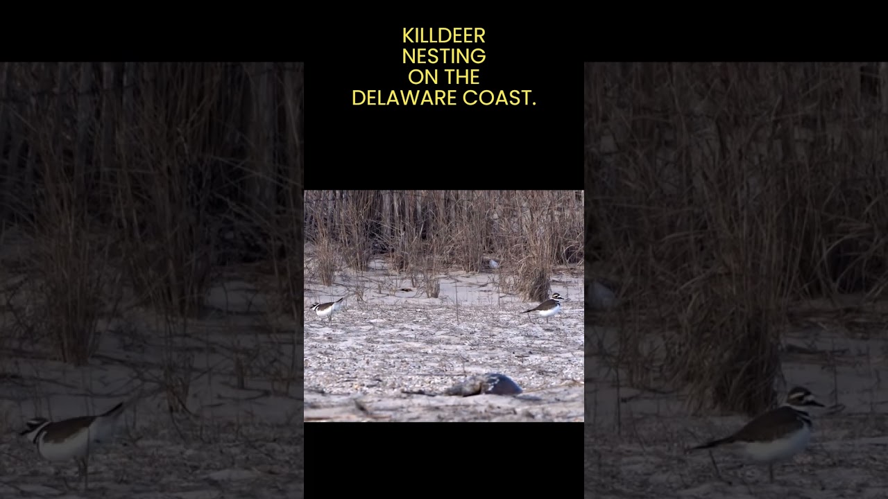 The Fascinating Nesting Behavior of Killdeer: A Close-Up Look