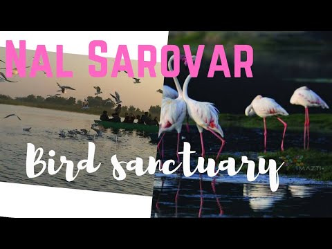 Nal Sarovar|Bird sanctuary India|Nearest Place to Ahmedabad| Travel&Share with Rinki