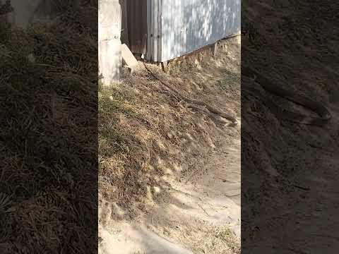 what is the name of the snake