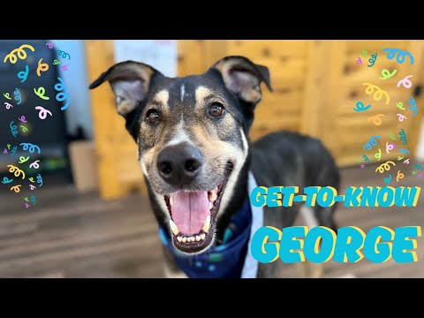 Dog for adoption - George says "empty nest? Not anymore!", an ...