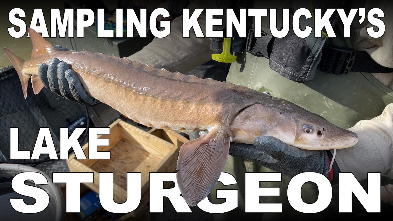 Sampling and Tagging Lake Sturgeon in Kentucky
