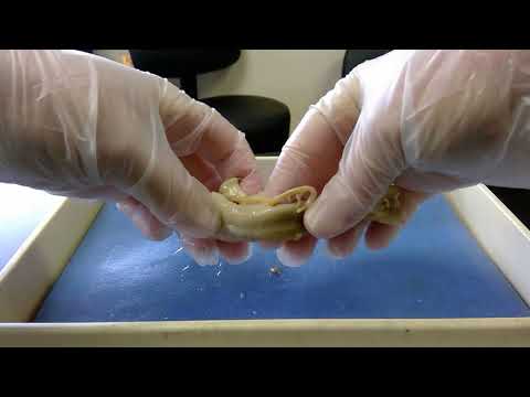 Bio 200 ch 7.1 lab