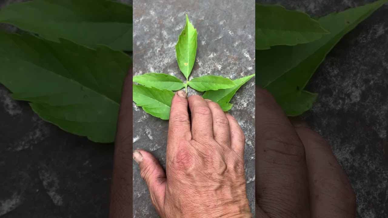 Know this maple before writing your ISA certified arborist exam! #landscaper  #plantidentification