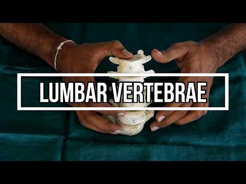 Lumbar Vertebrae