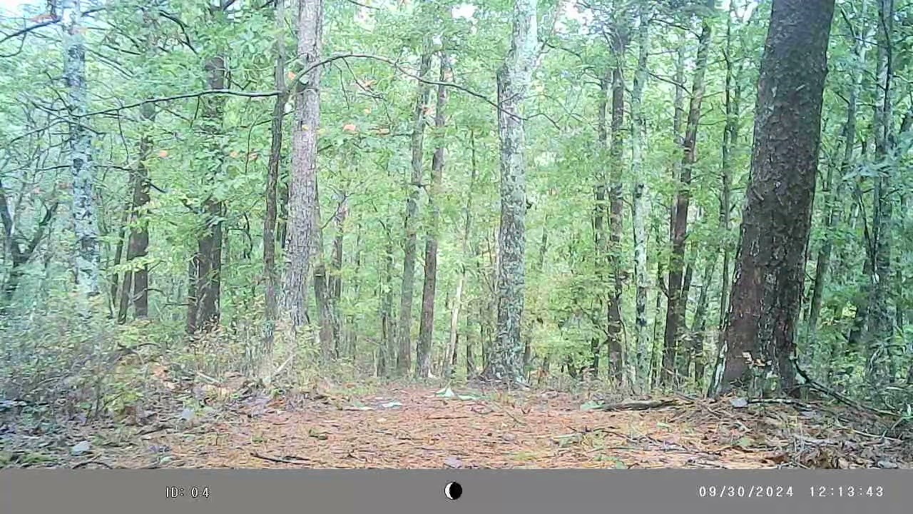 IMAG0006  ANOTHER YOUNG BEAR !