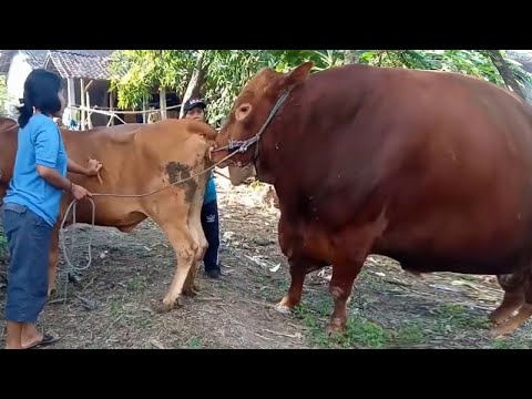 Oxen Yoke Ox Kobe WildLive Ettugaḷu Protection Penetra Meeting Cow antelop in Himalaya yak