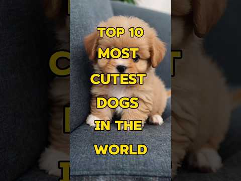 Top 10 most Cutest Dogs in the World π₯°#shortsfeed #shortvideos #top10 #shorts #viralvideos #dog