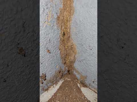 Secret World Revealed: Subterranean Termites Building Mud Tunnels Inside Home