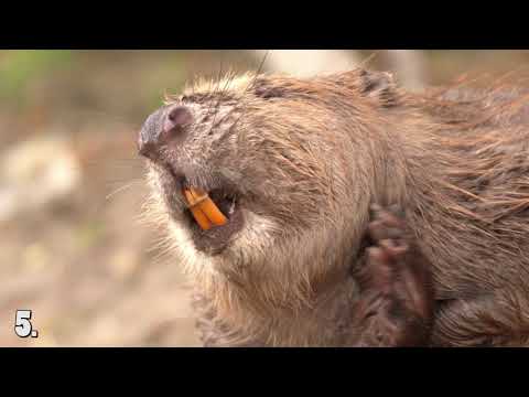 Top 7 Weirdest #Rodent Facts | Wildlife Facts| |