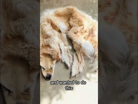 They Did This After Their Dog Died #shorts