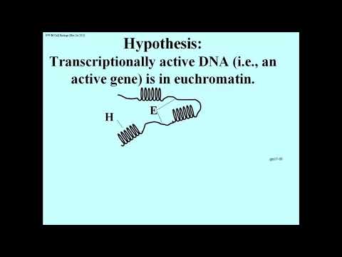 228 Question: Is Euchromatic DNA Transcribed?