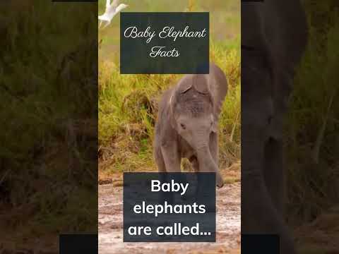 Baby Elephant Name