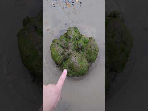 Finding dinosaur tracks in Compton Bay, Isle of Wight
