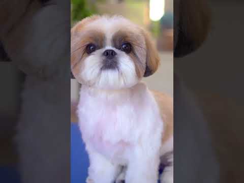 Shih Tzu puppy grooming✂️❤️🐶 Transform into a Teddy bear!