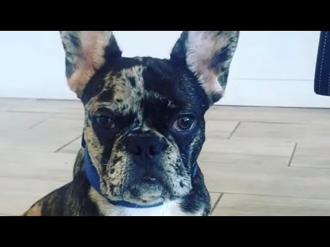 Why do French Bulldogs cost so much???