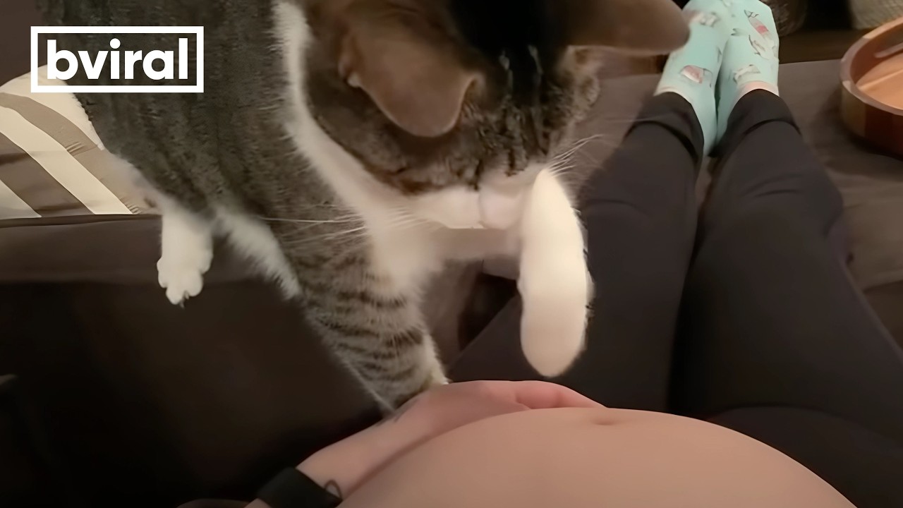 Sweet cat just realized it's owner is pregnant.