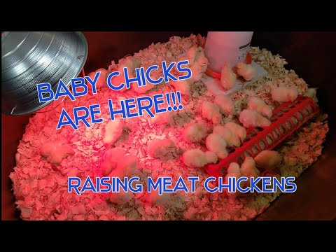 Raising Meat Chickens for Beginners, Baby Chicks Chirping, Cornish Cross