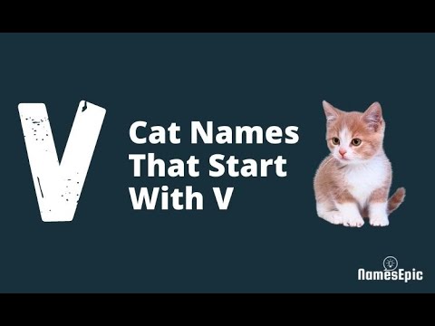 20 Best Cat Names That Start With V | Male and Female Cat Names