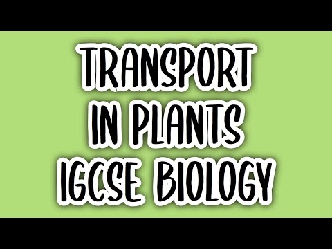Transport in Plants (#8) | IGCSE BIOLOGY (0610)