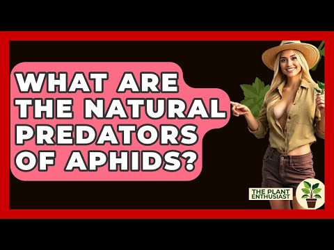 What Are The Natural Predators Of Aphids? - The Plant Enthusiast